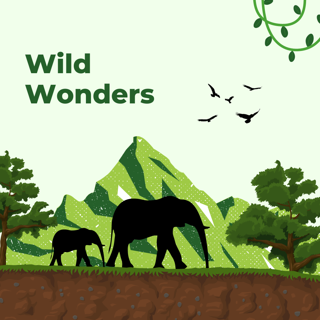 Wild Wonders – Medium