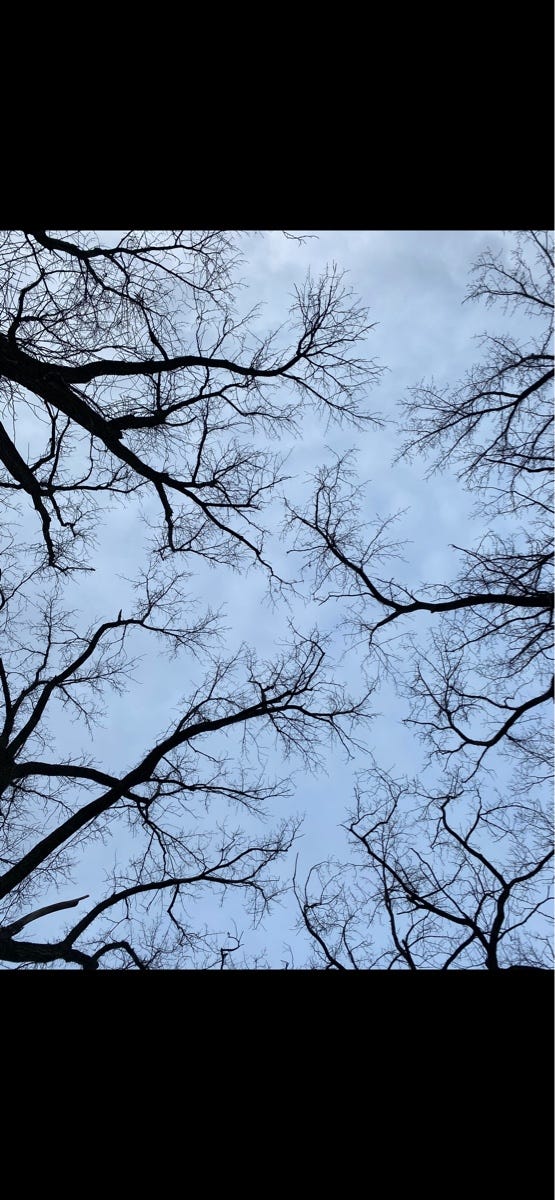 Trinity King – Medium