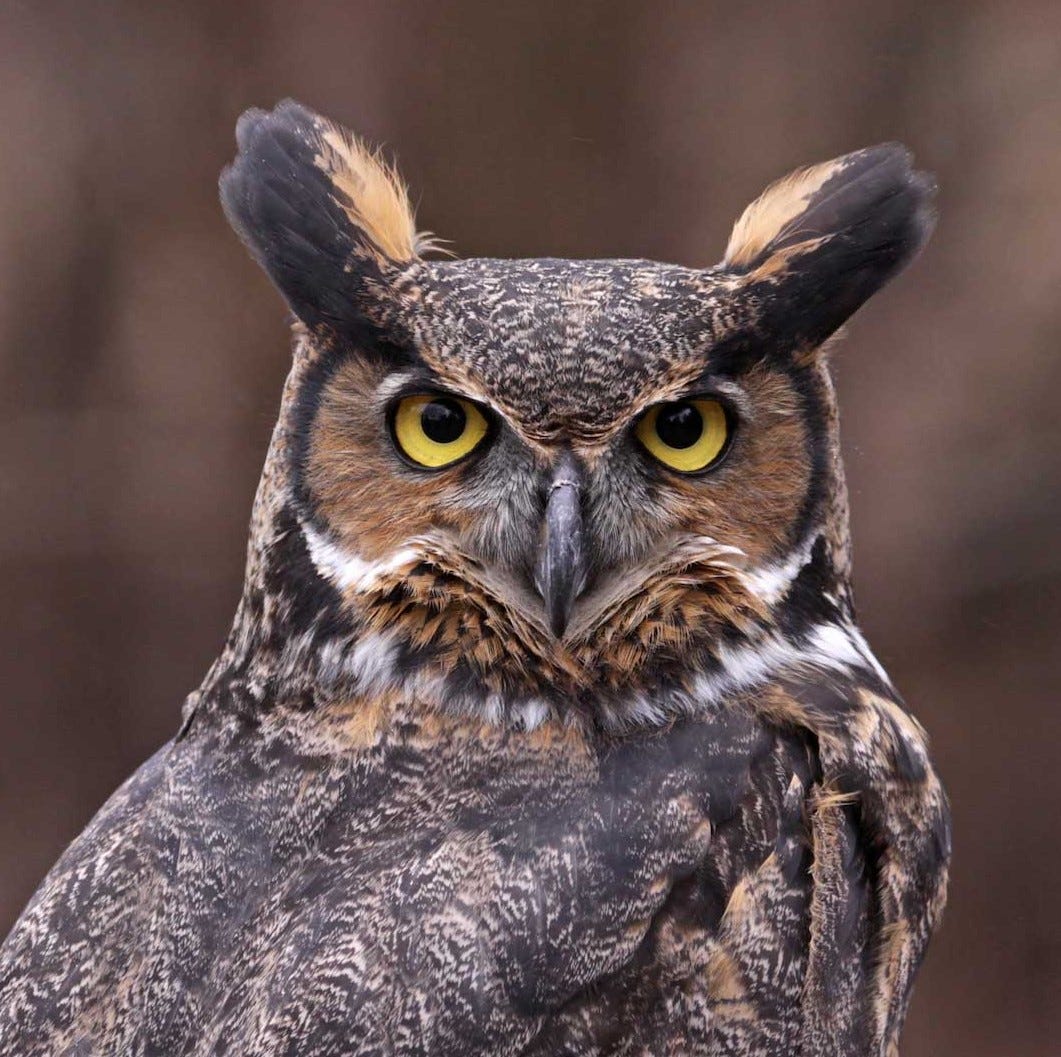About – An Owl of Two Cities – Medium