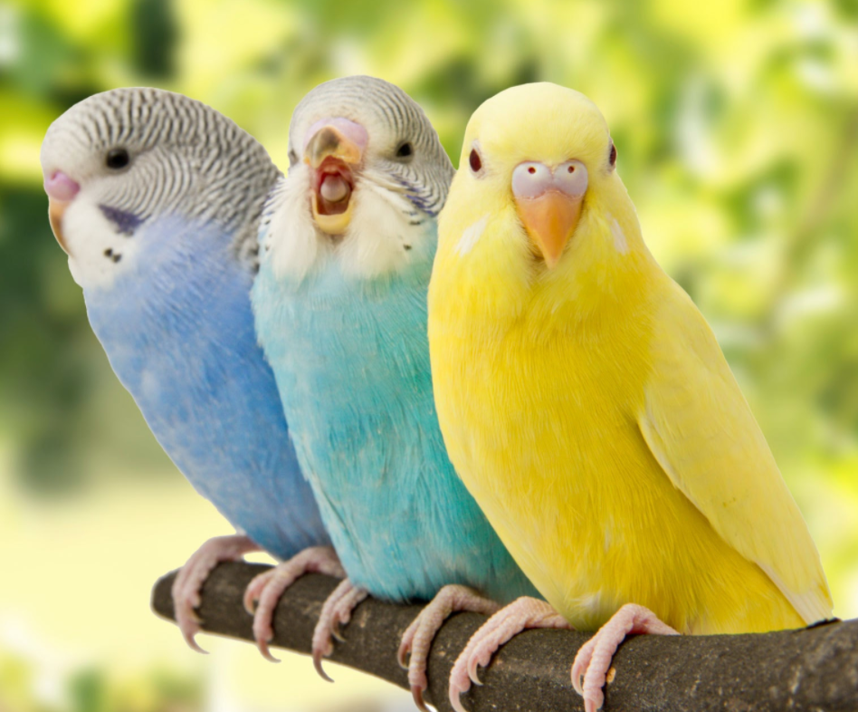 Flybird – Medium