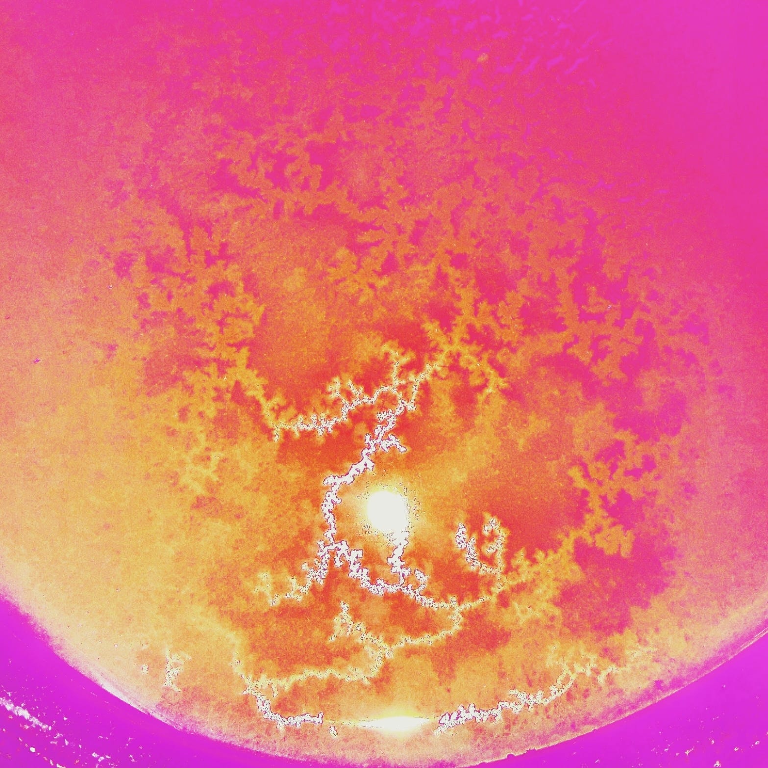 Poppy Moon – Medium