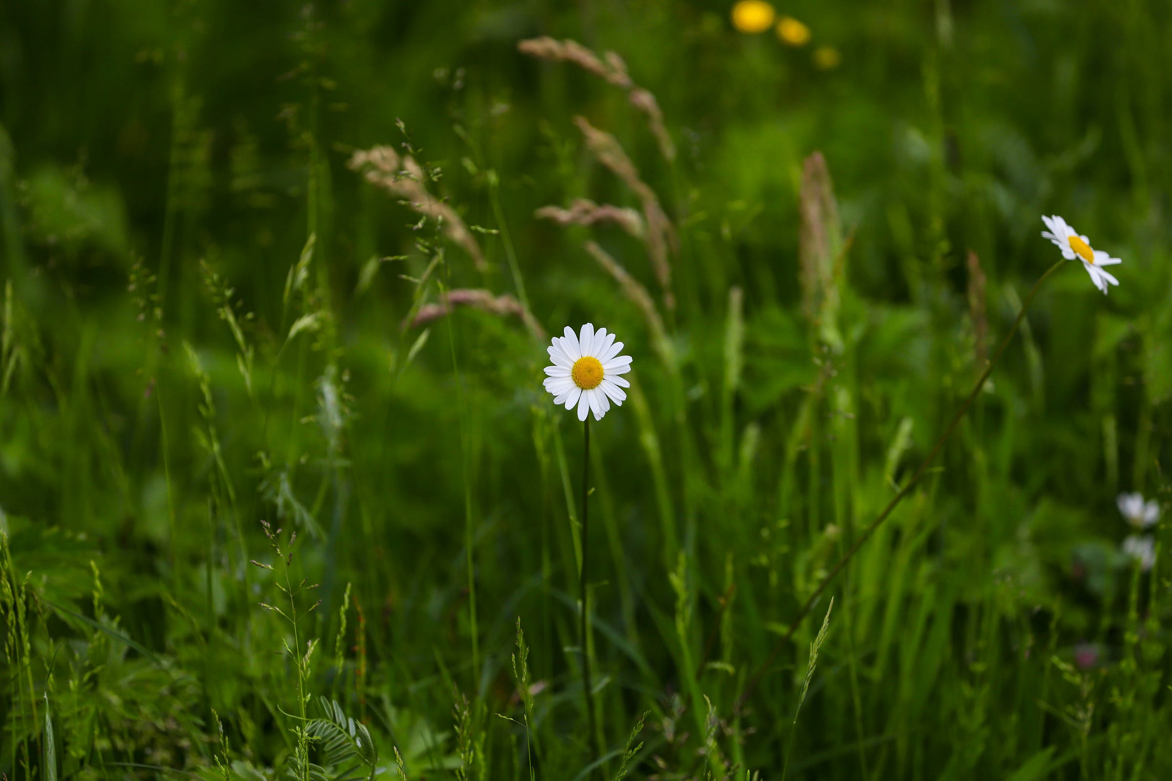 Felyta Putri – Medium