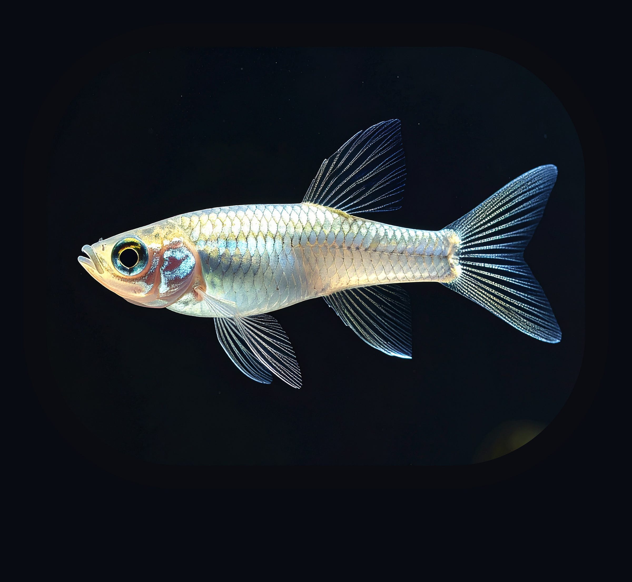 Ivory Guppy – Medium