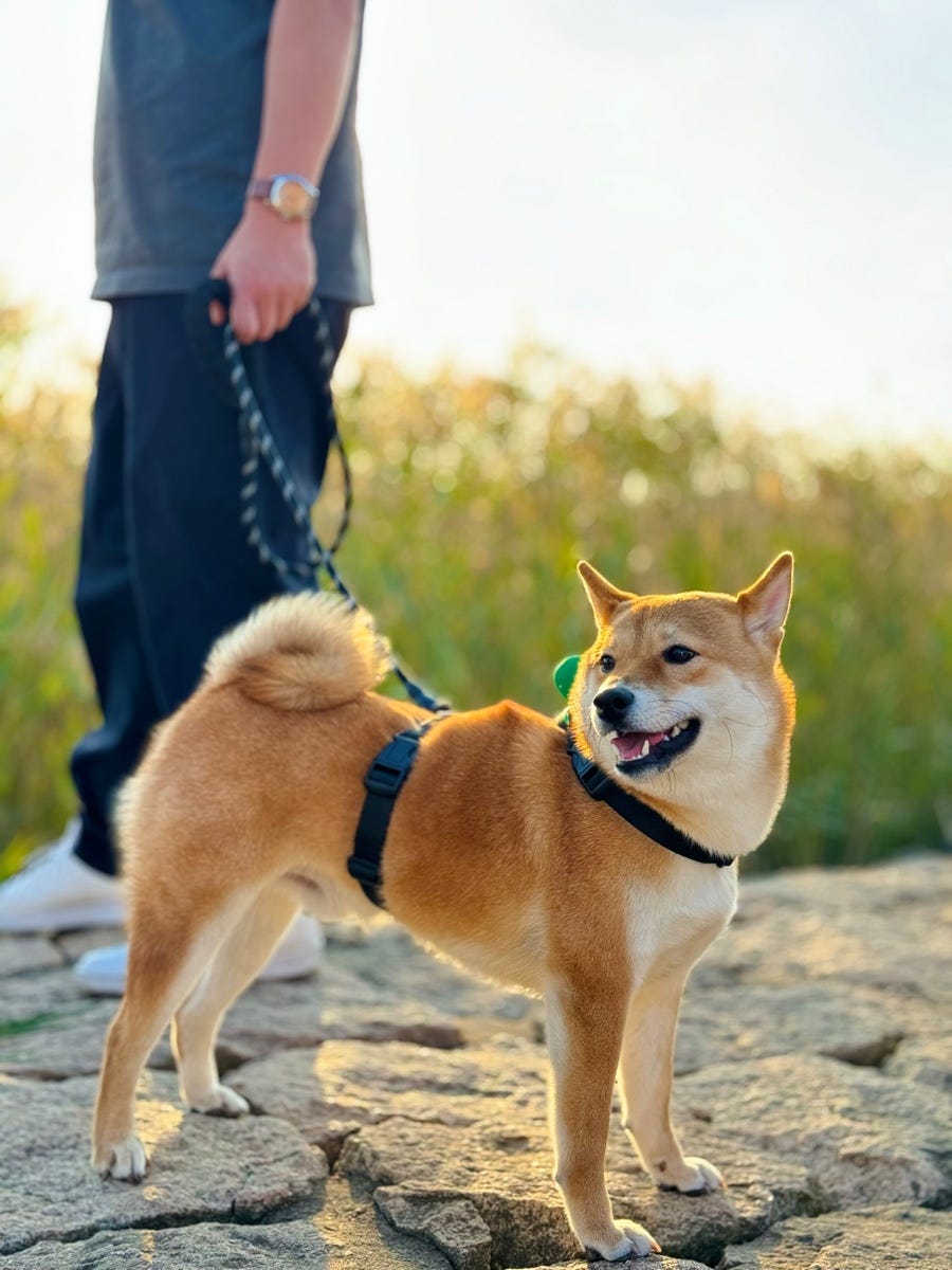 Dylan Smith on Medium curated some lists