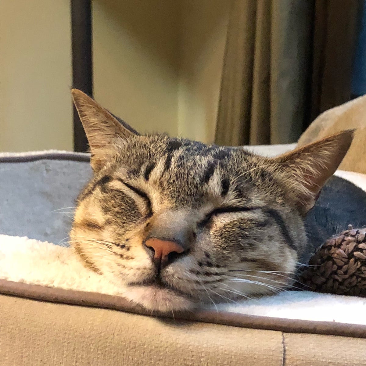 blueberry – Medium