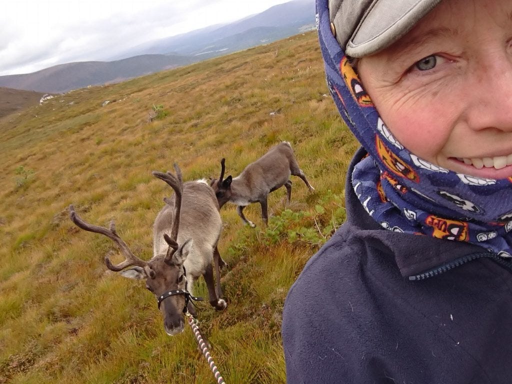Max Reindeer – Medium