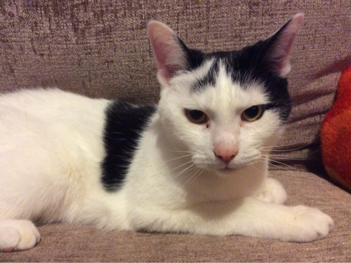 Allison B – Medium