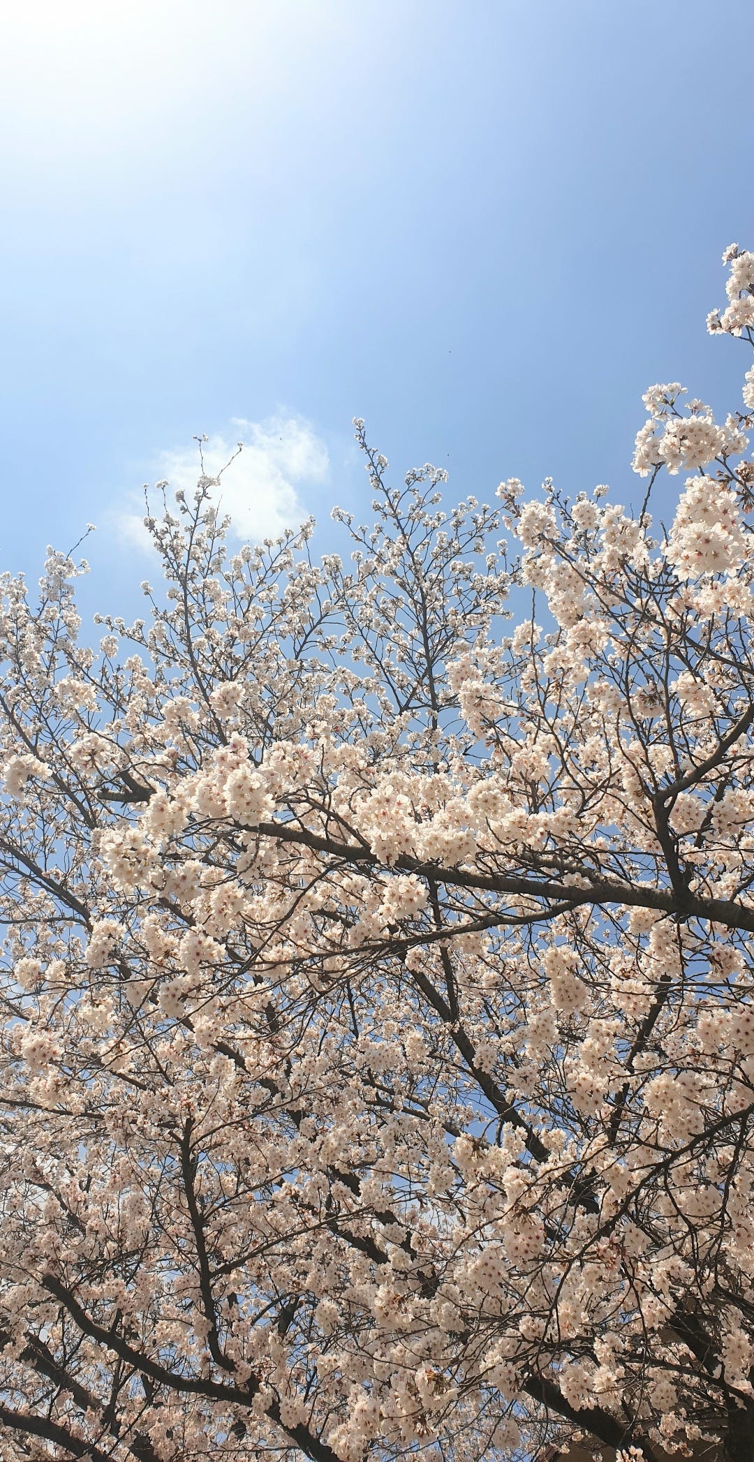 Mishal Fatima – Medium