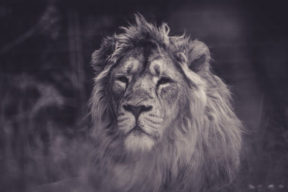 Drew Shepherd – Medium