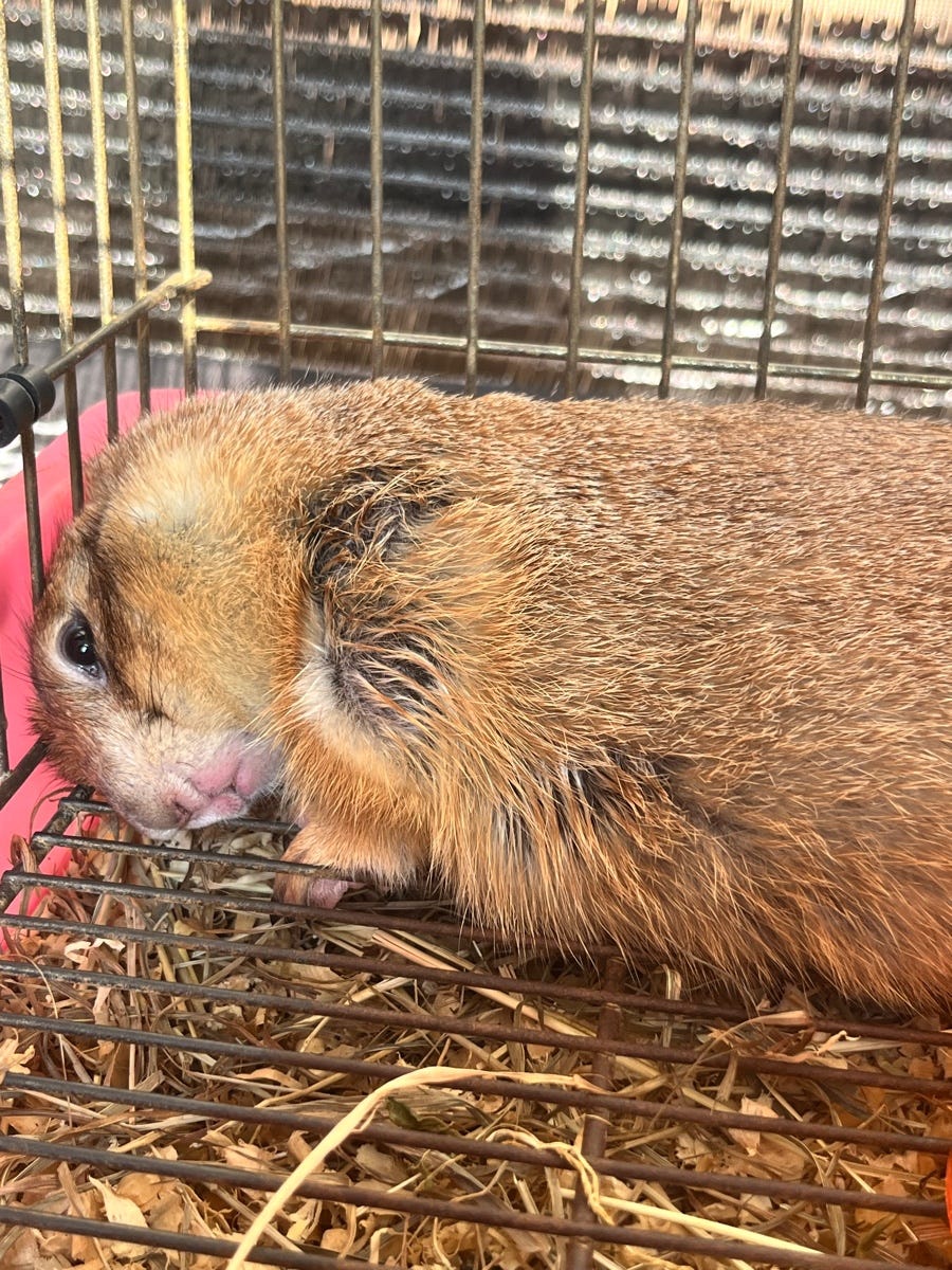 toasted bread – Medium