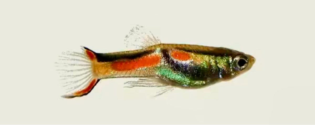 The Fish – Medium