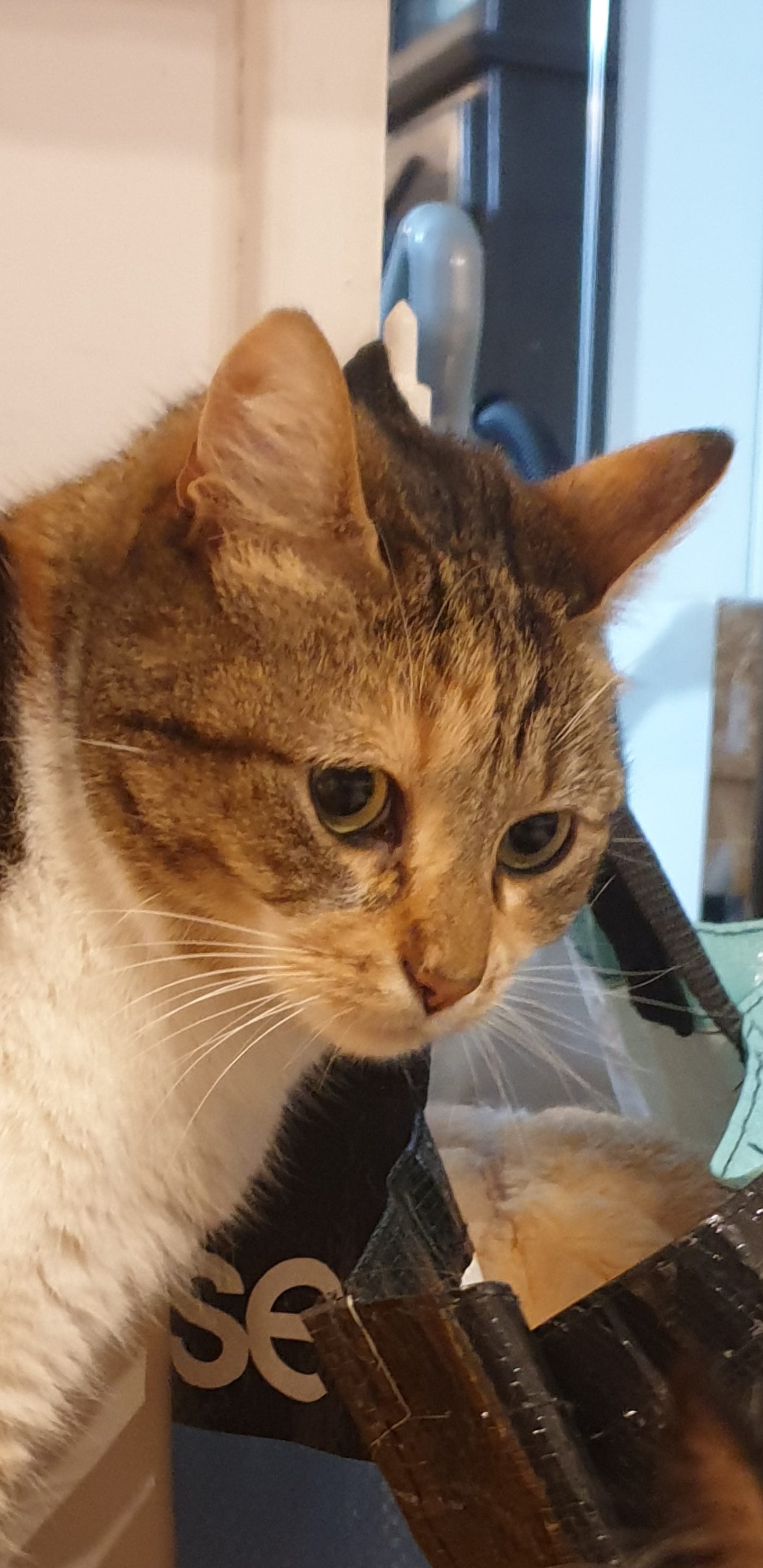 Pro Coder – Medium