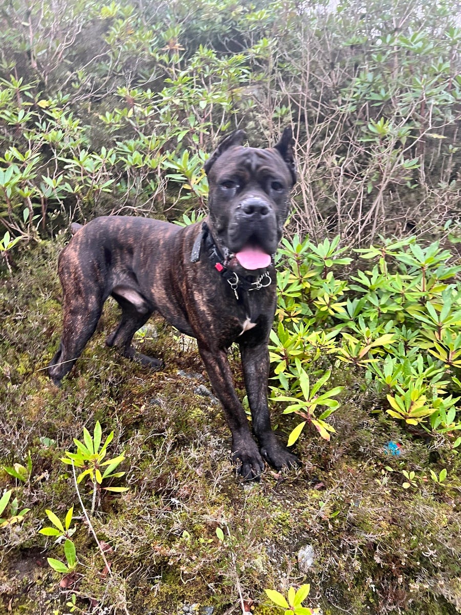 Greg White – Medium