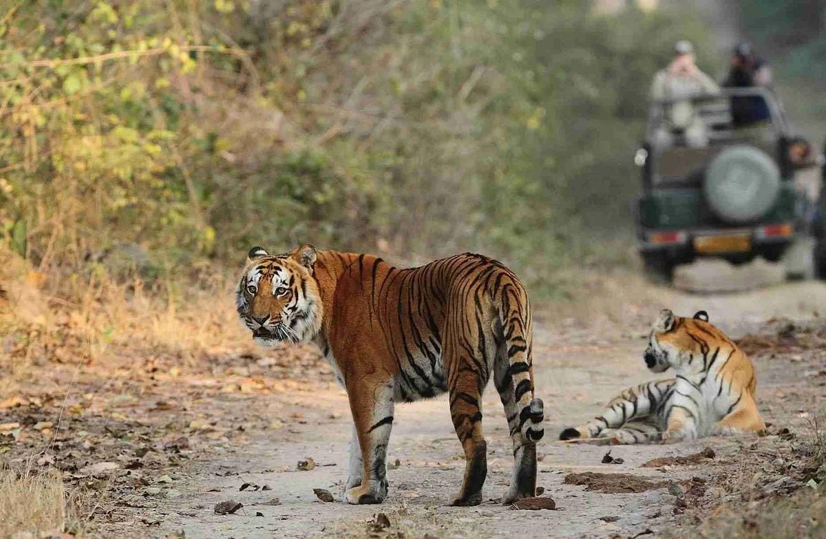 Jim Corbett National Park – Medium
