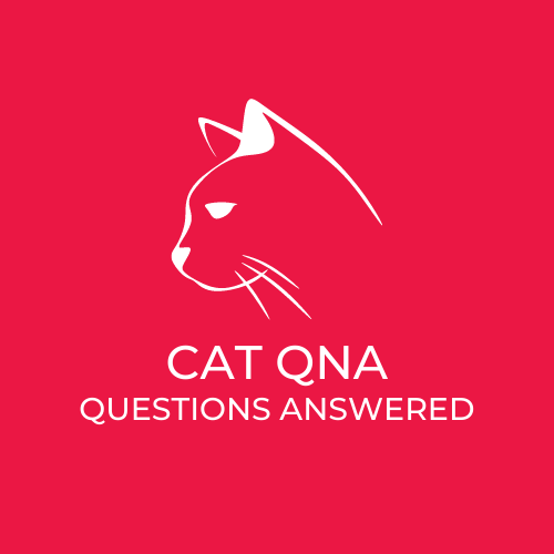 Cat QnA – Medium