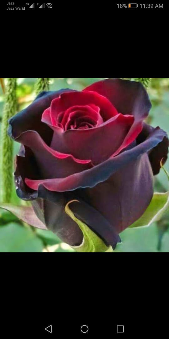 Rameesha Ameen – Medium