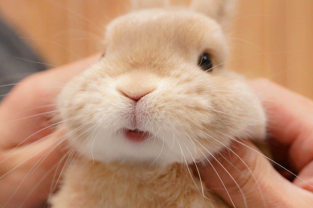 Tech Bunny – Medium