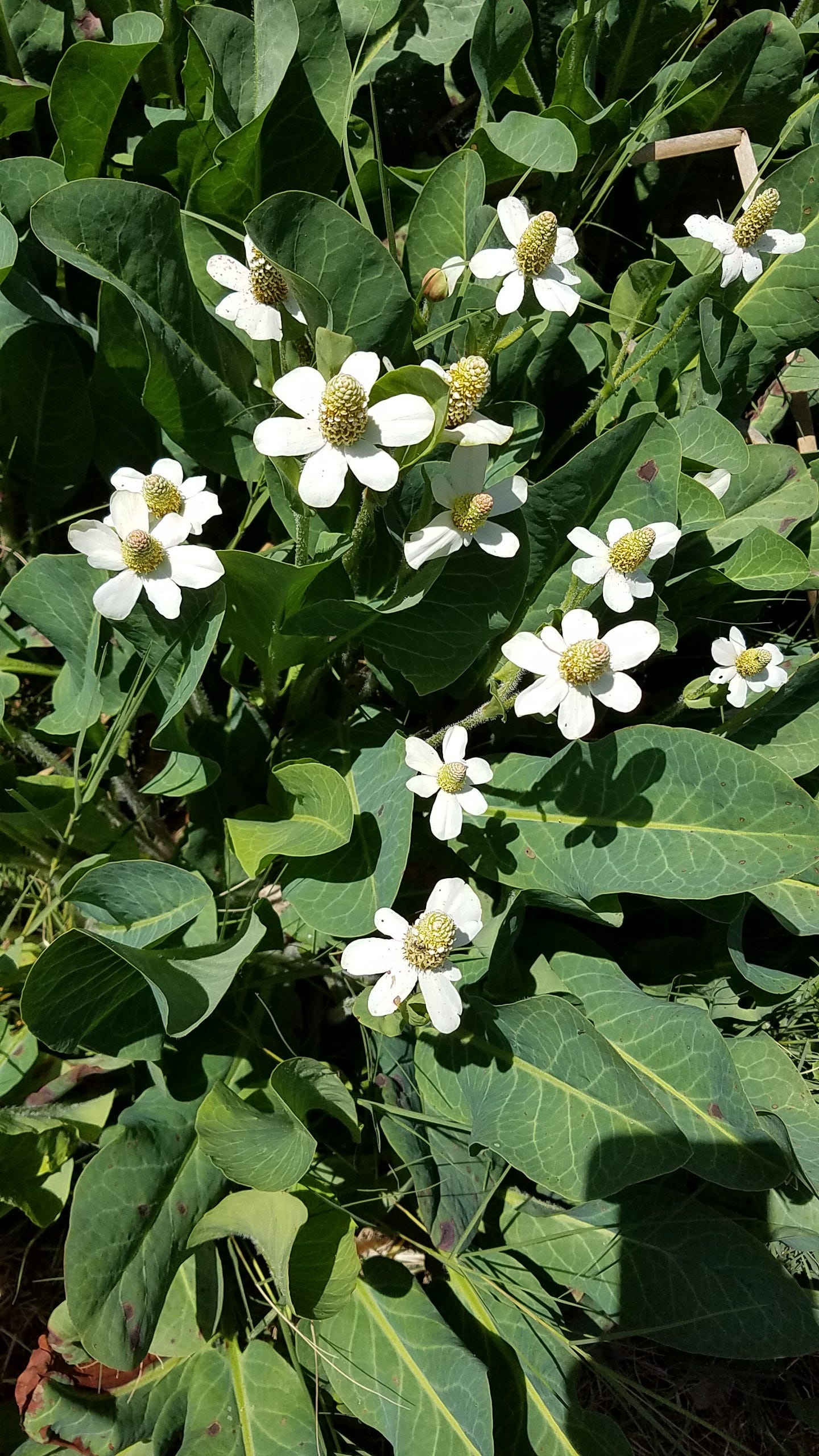 Tom Halsted – Medium