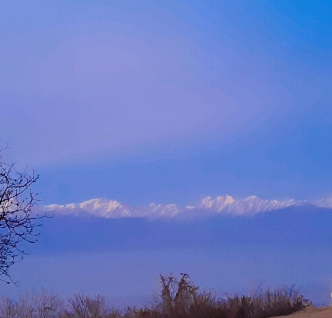 Shiba Satoshi – Medium