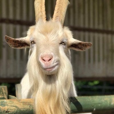 Bode na Sala – Medium