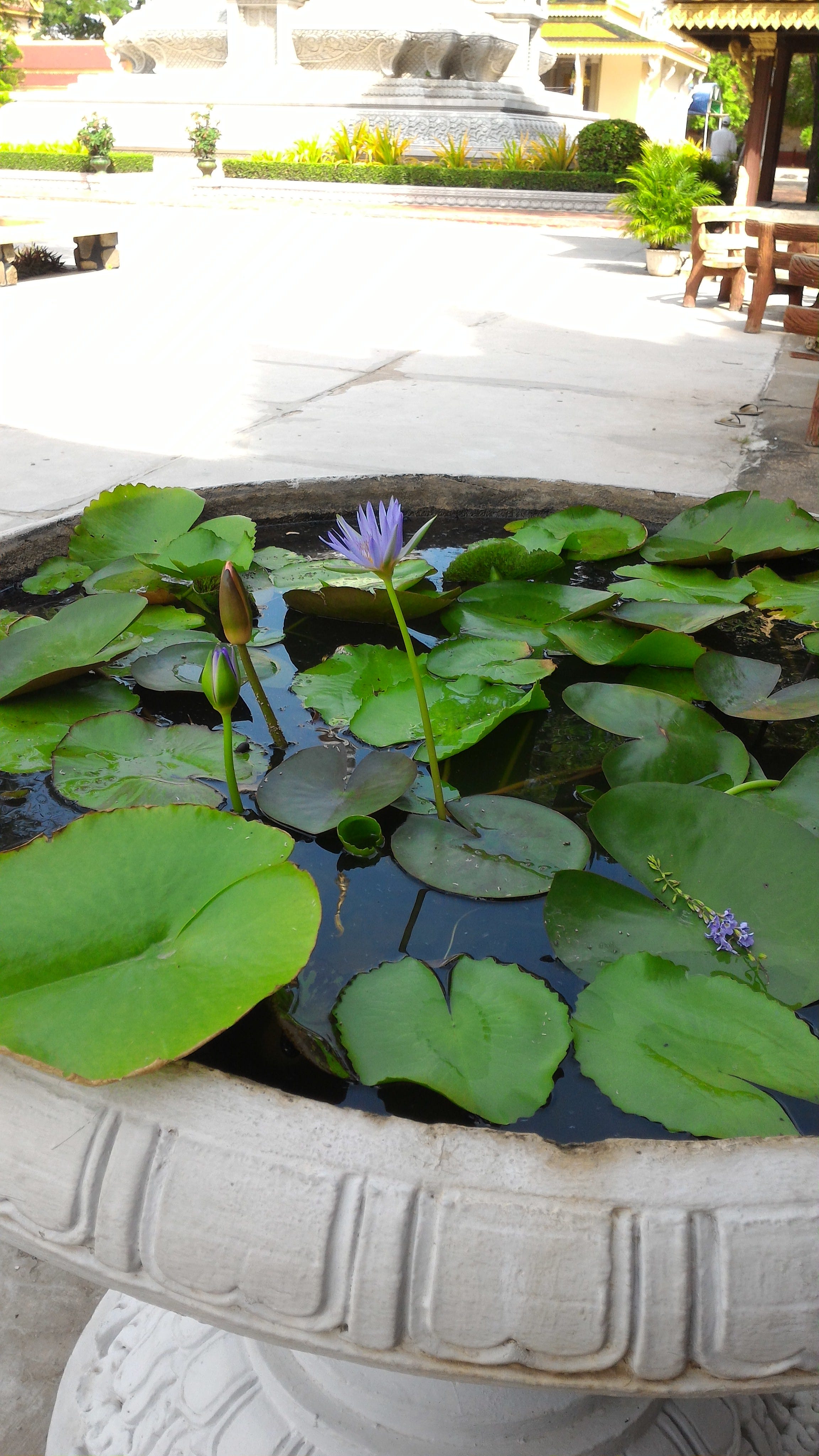 Wild Lotus – Medium