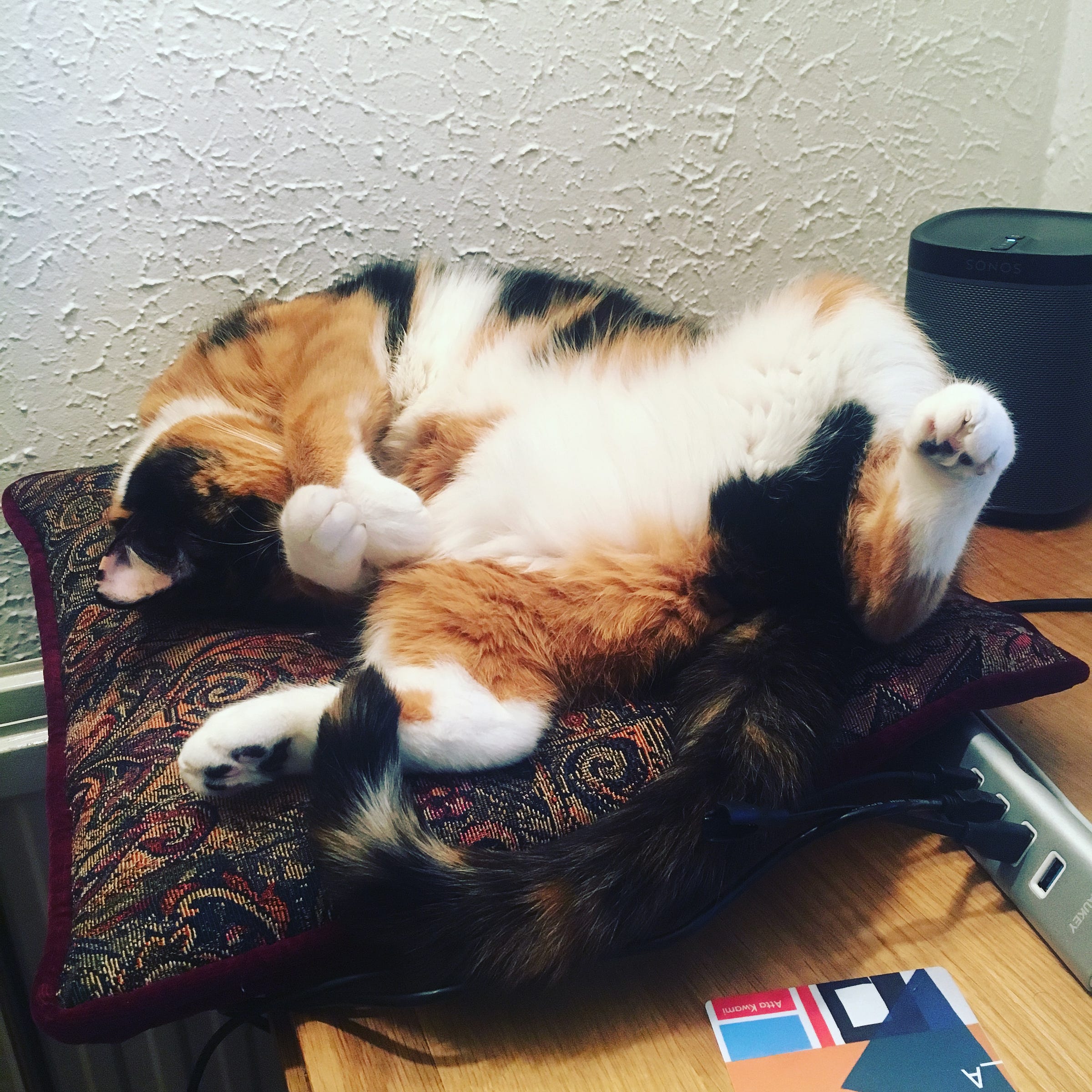 Days spent with Bas the cat.