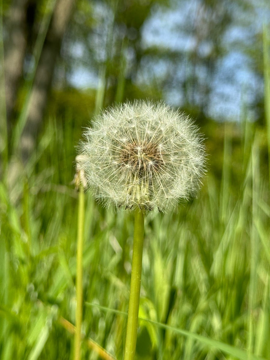 Lenna Aurora – Medium