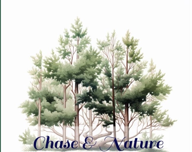 Chase – Medium