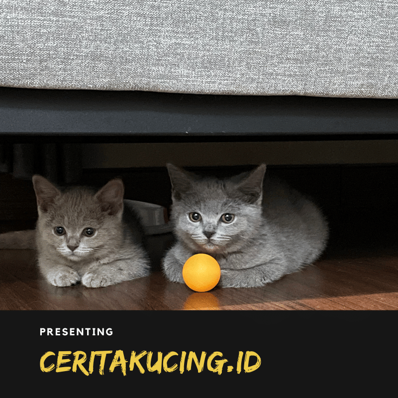 Cerita Kucing ID – Medium