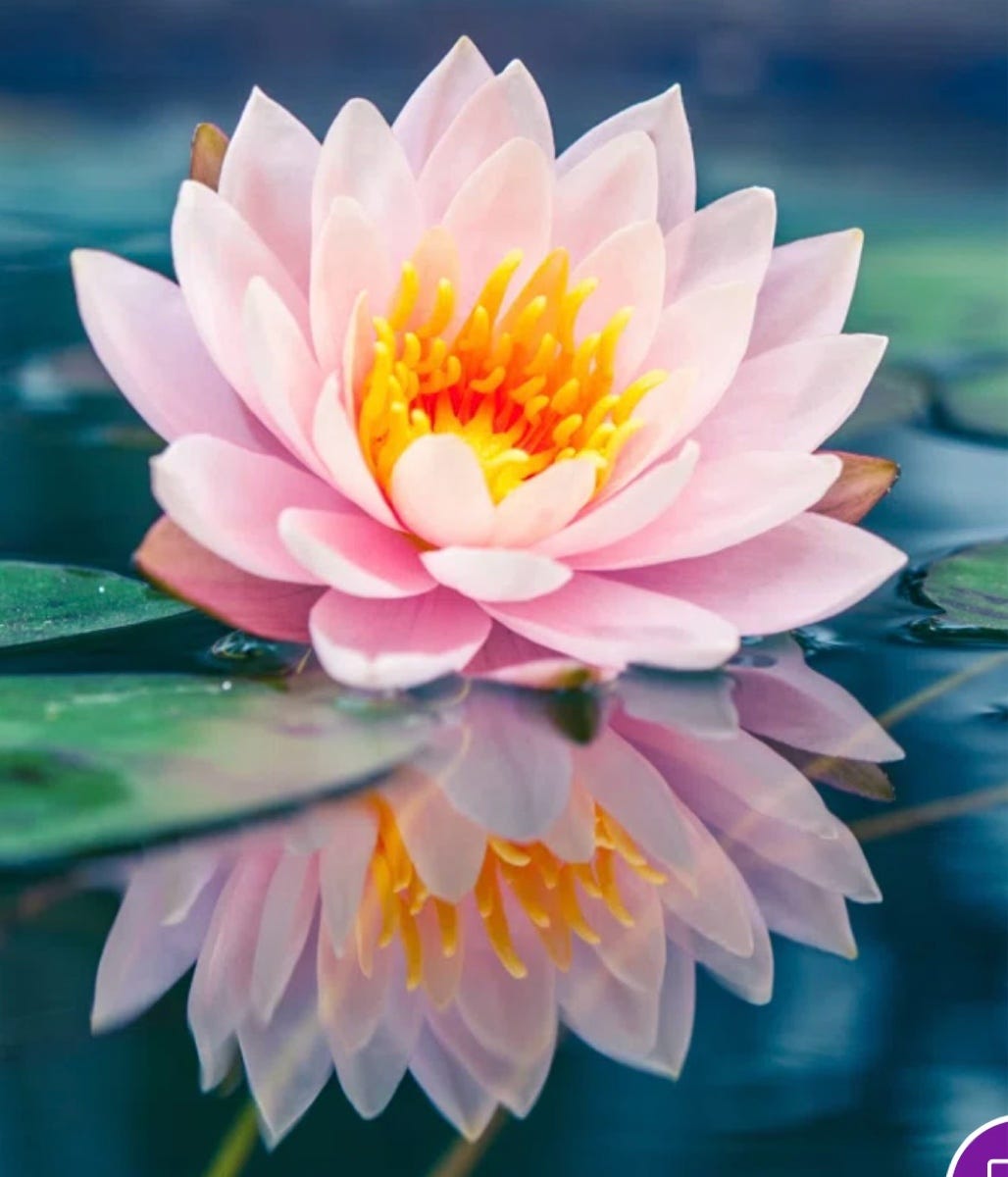 Lotusforeternity – Medium