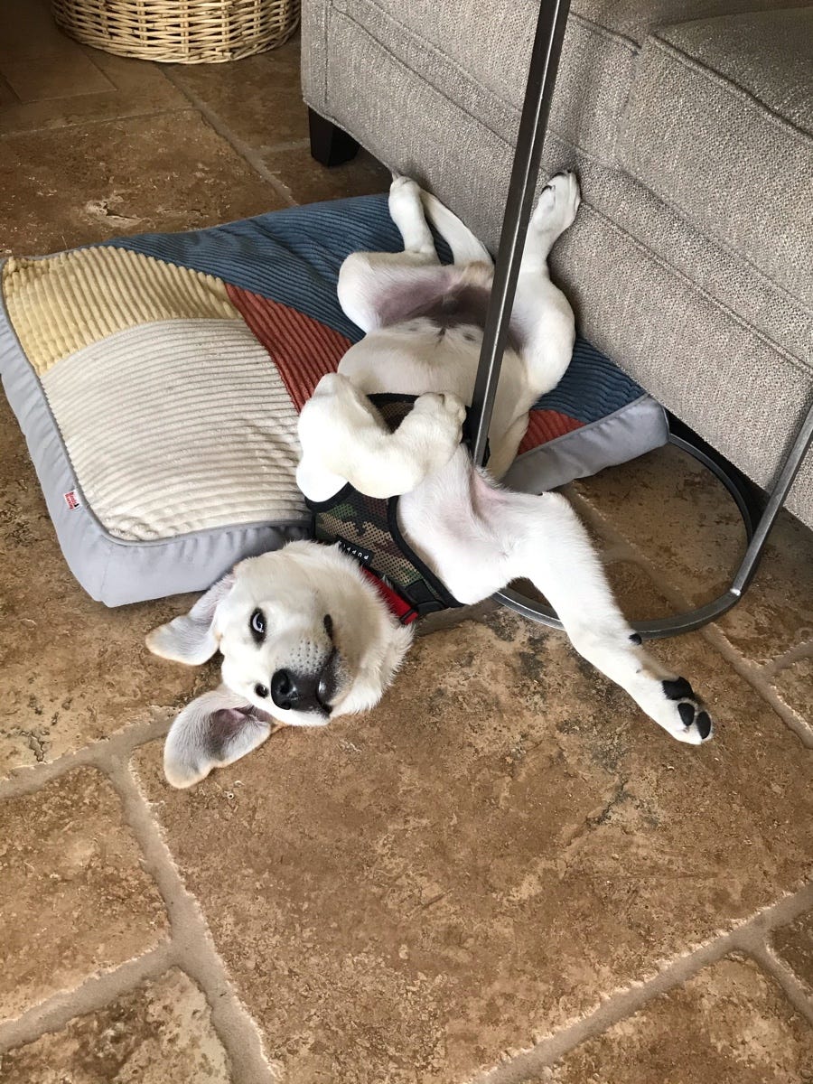 Pink Panda – Medium