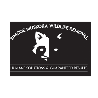 About – Simcoe Muskoka Wildlife Removal – Medium