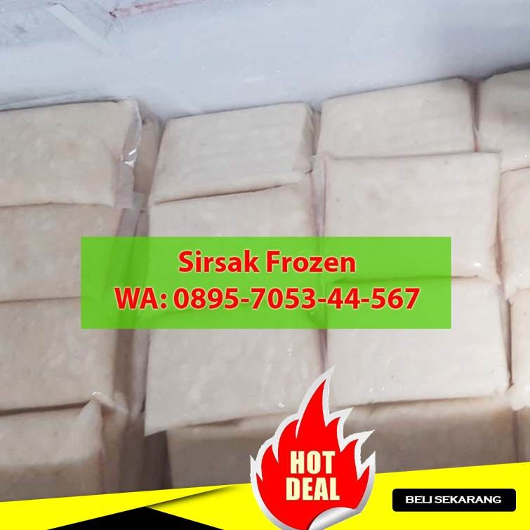 Beli Sirsat Frozen – Medium