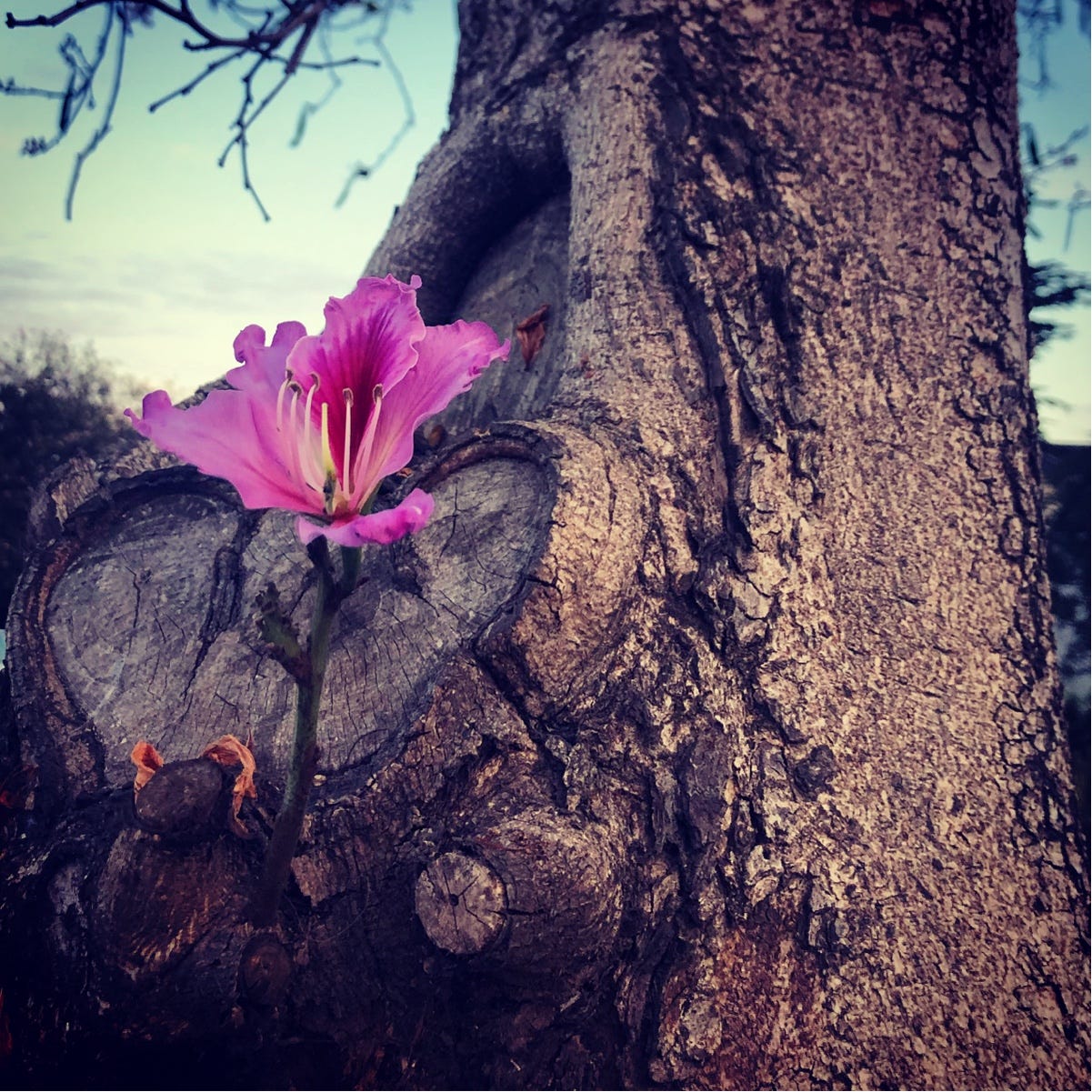 Abraham Rae – Medium