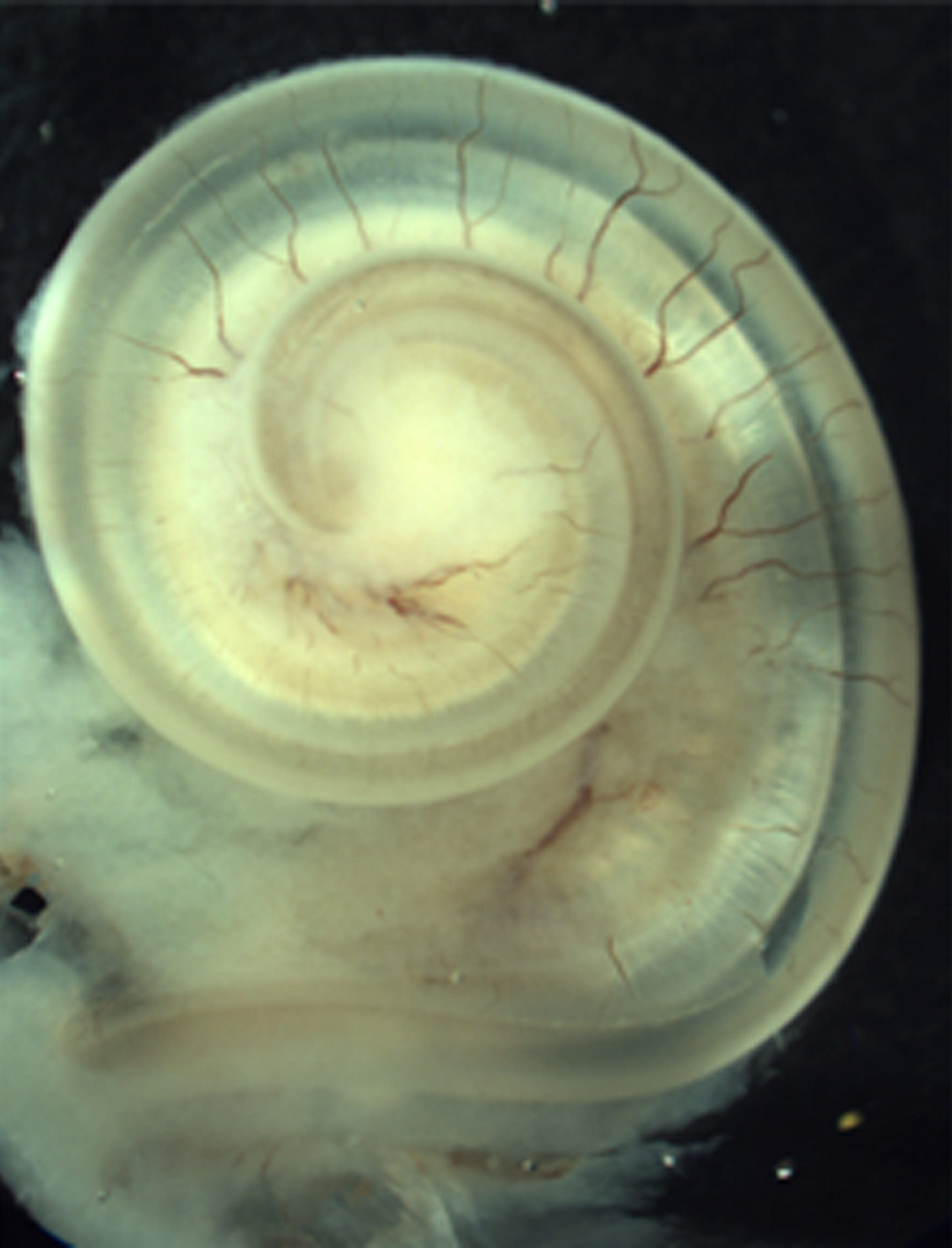 The inner ear morphology of belugas