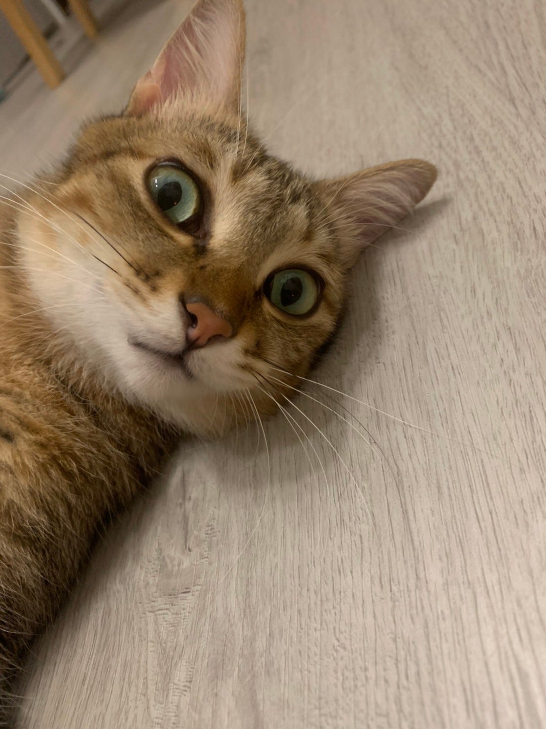 Archie Cat – Medium