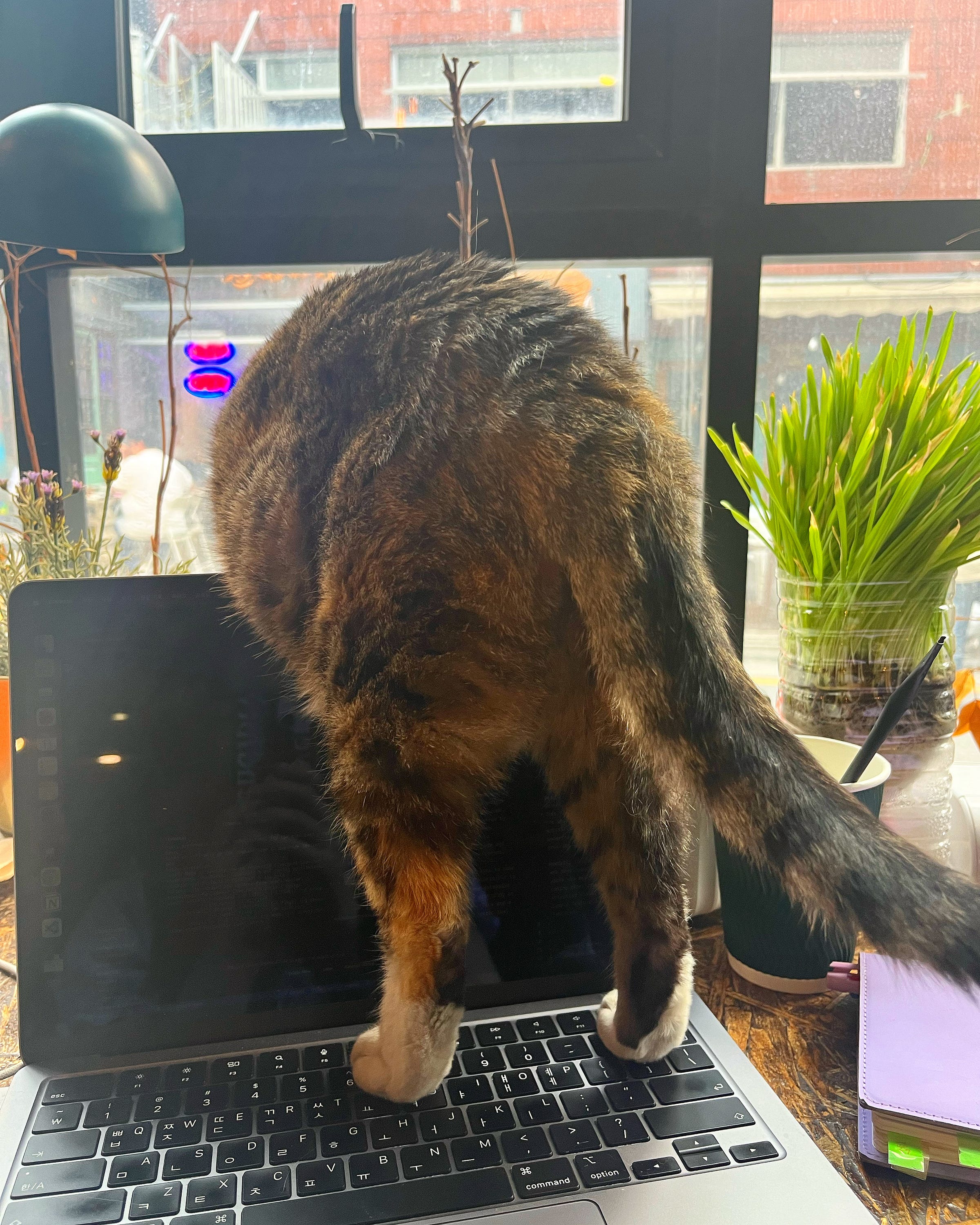 programmer-cat – Medium