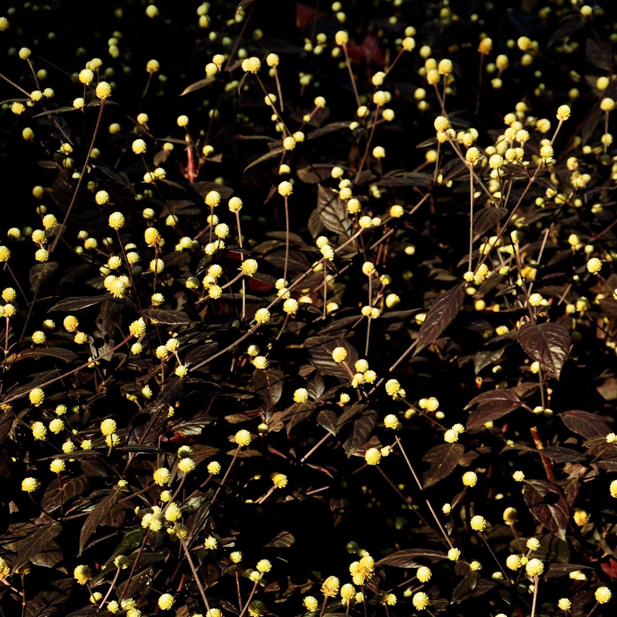 Moe Win Aung – Medium