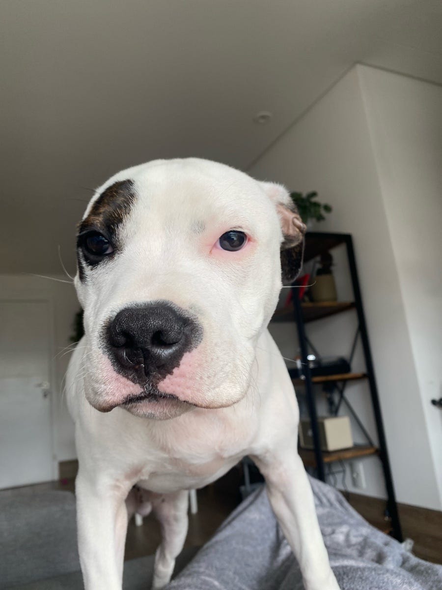 Danilo Ribeiro – Medium