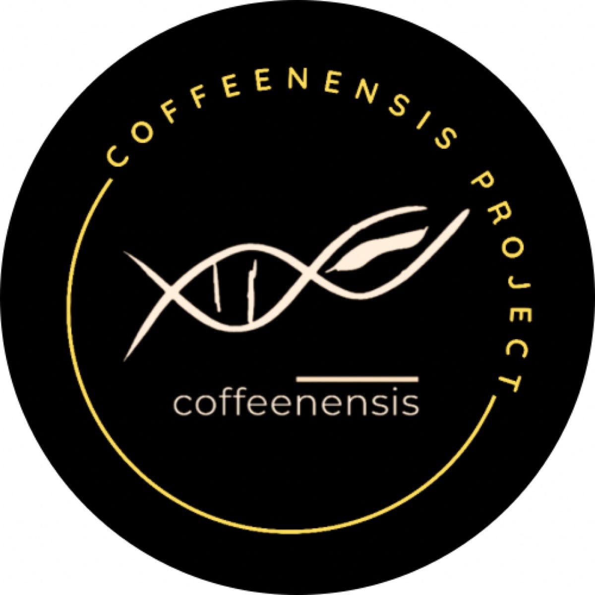 Coffeenensis Project – Medium