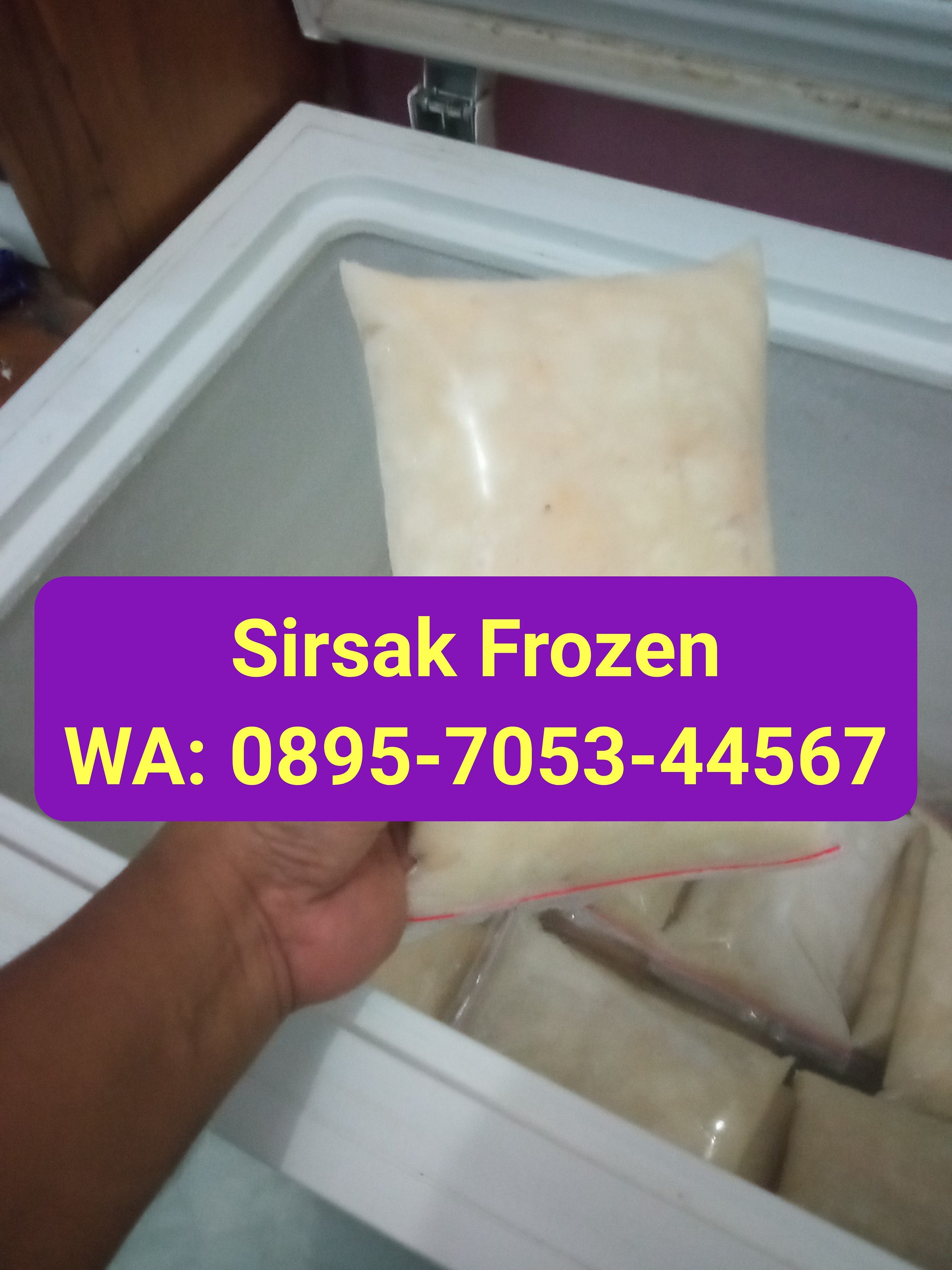 Toko Sirsat Frozen di Kuta – Medium
