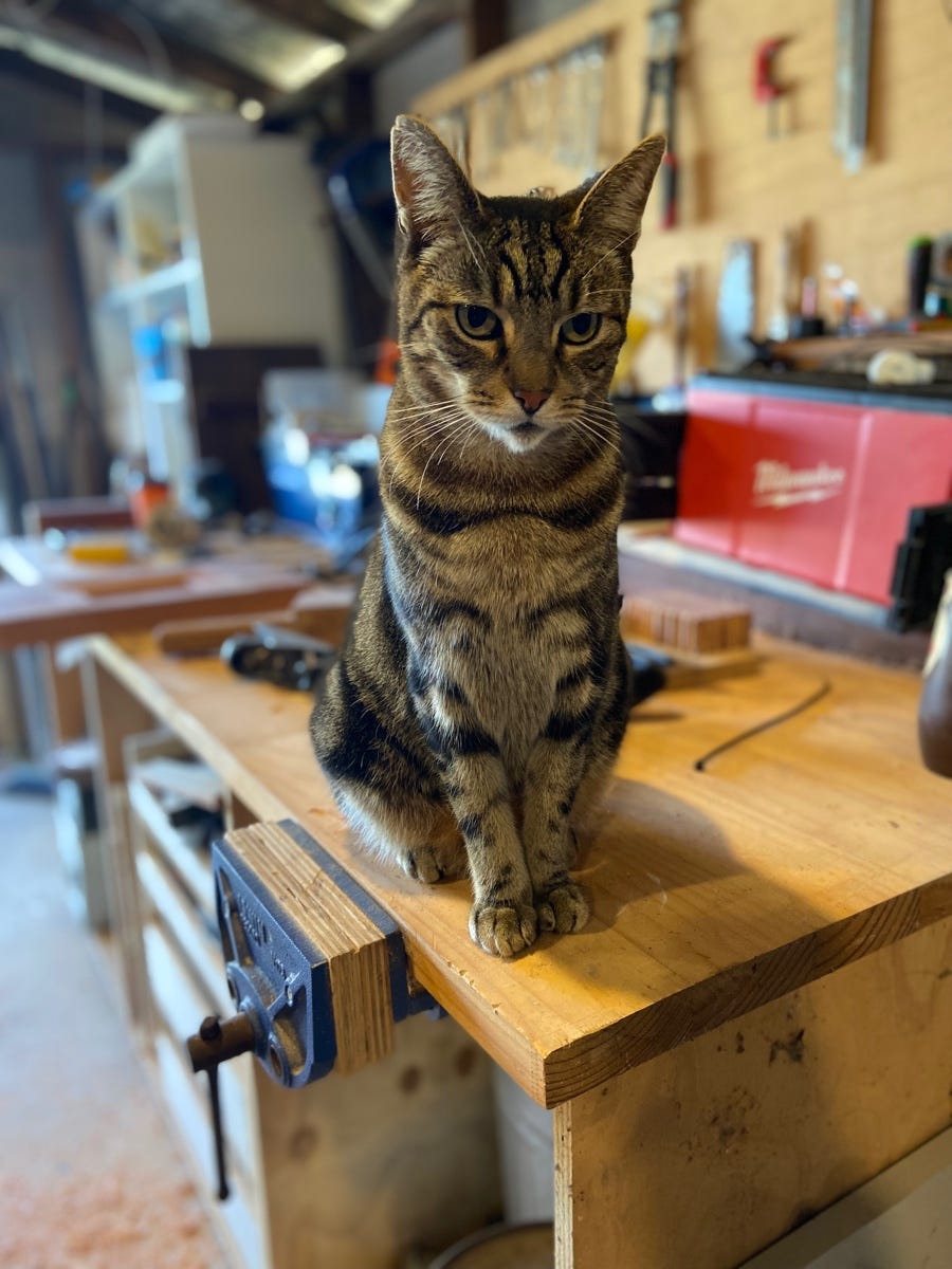 Charlie the Cat – Medium