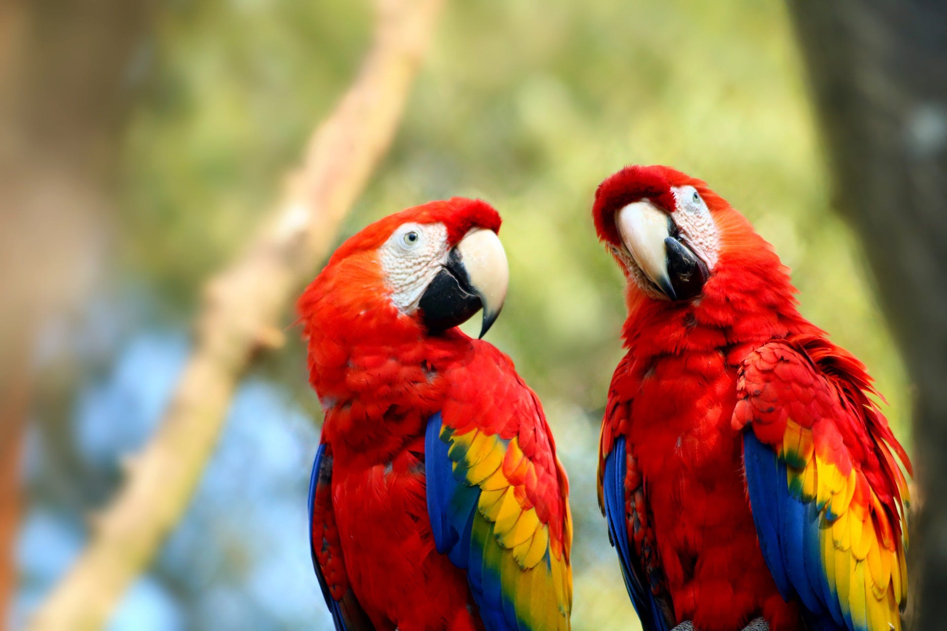 Buy Exotic Birds For Sale – Medium