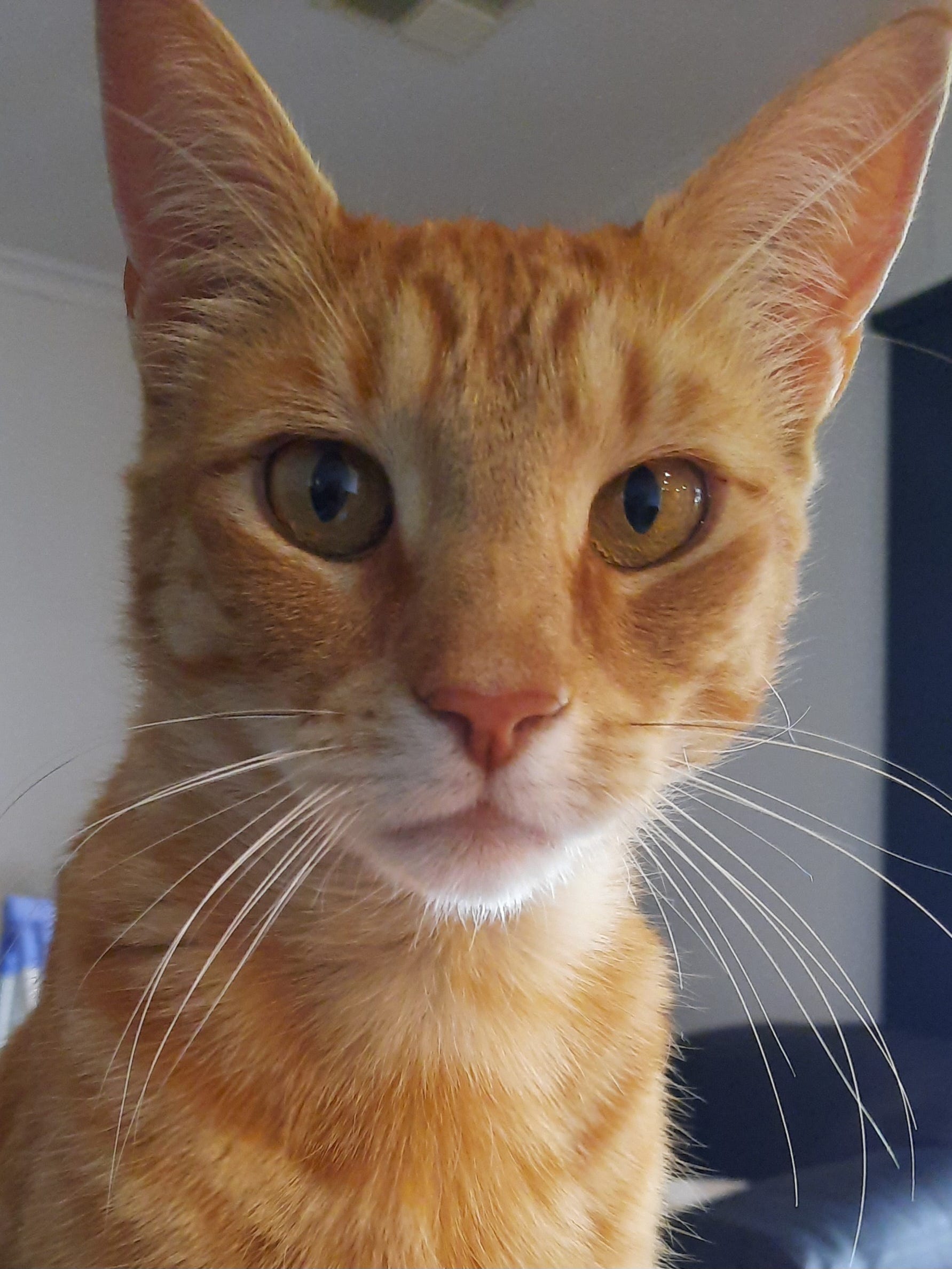 About – Ginger Paws – Medium