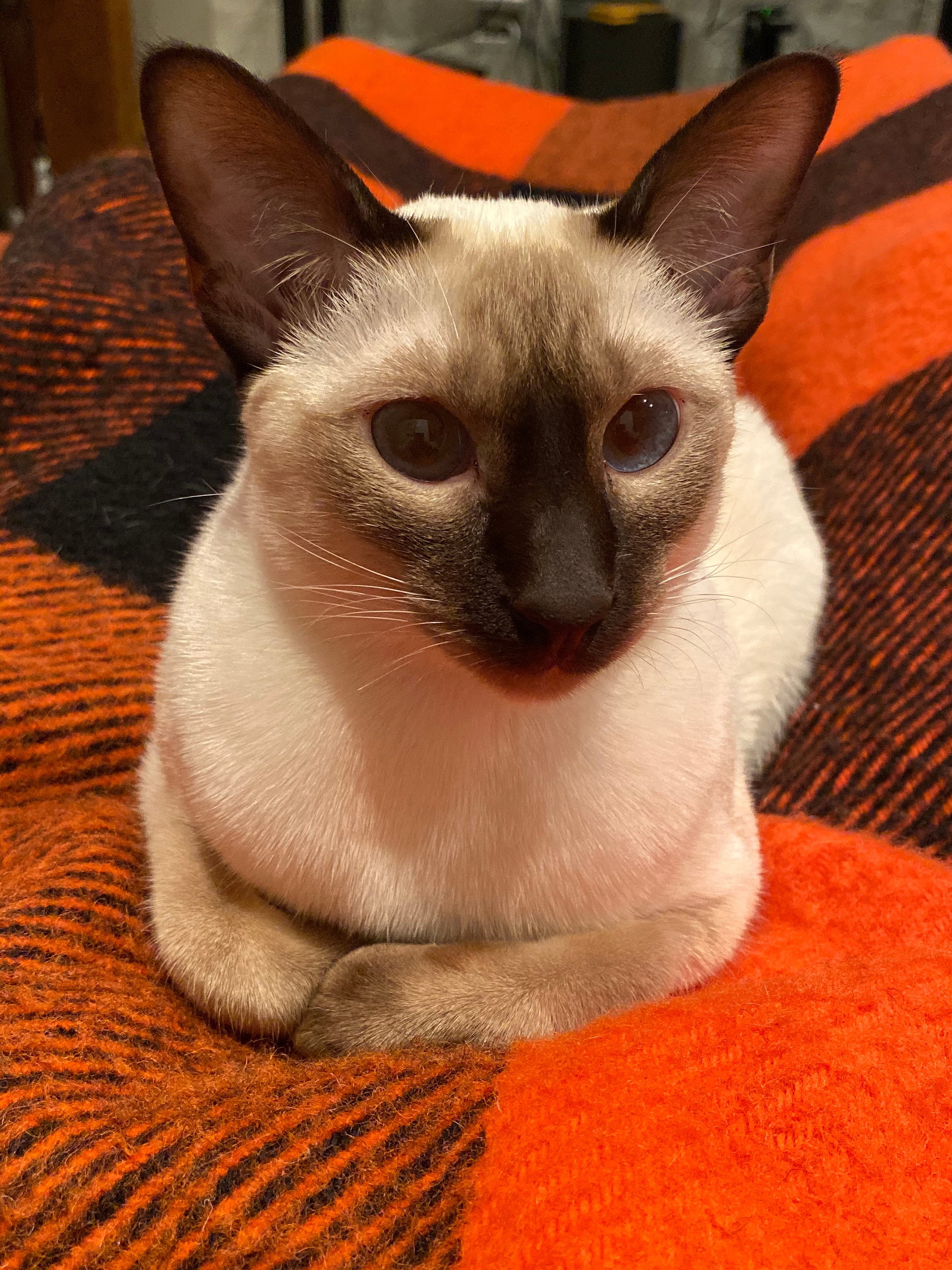Our Siamese kitty