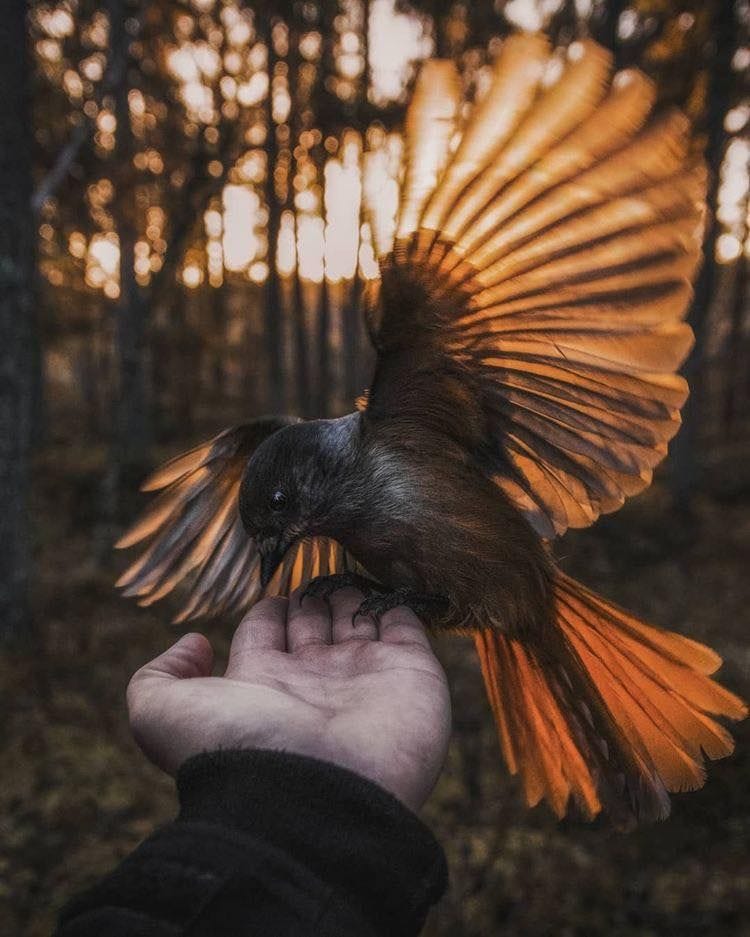 The Nightingale – Medium