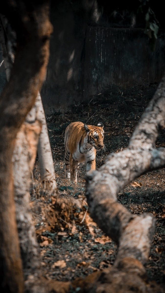 Leroi Pages – Medium