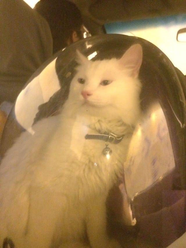 Midnight car driving with meow