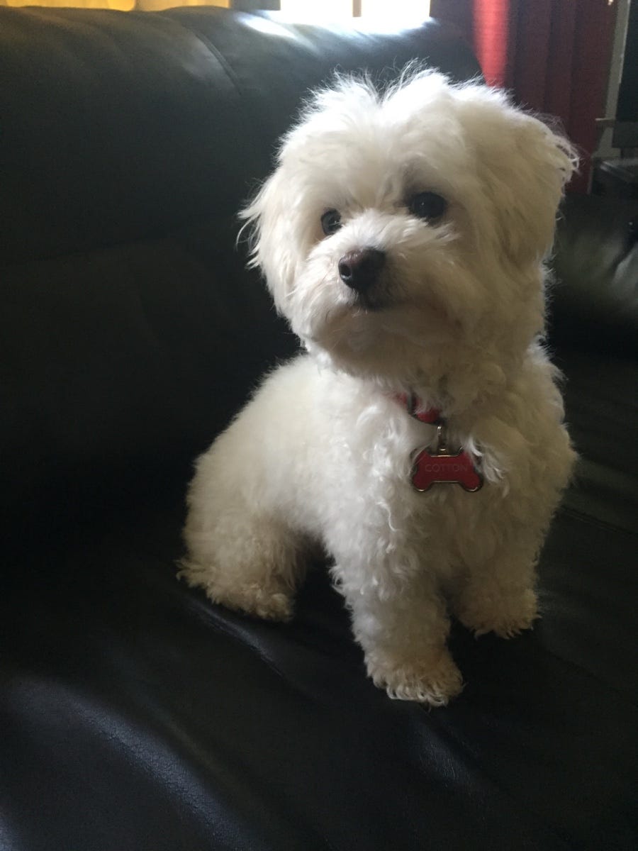 Nengchiang Thao – Medium