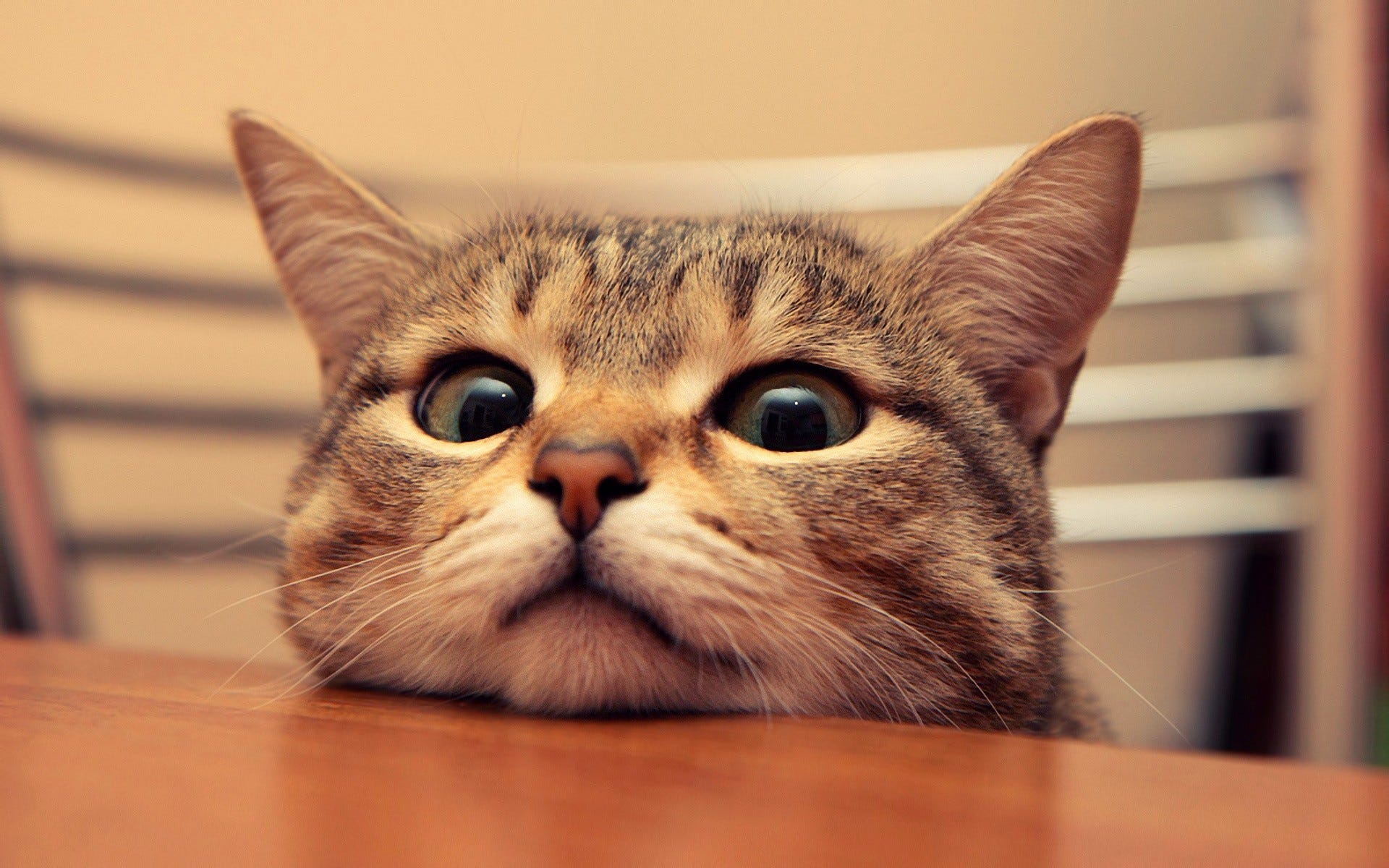 About – just like a cat. – Medium